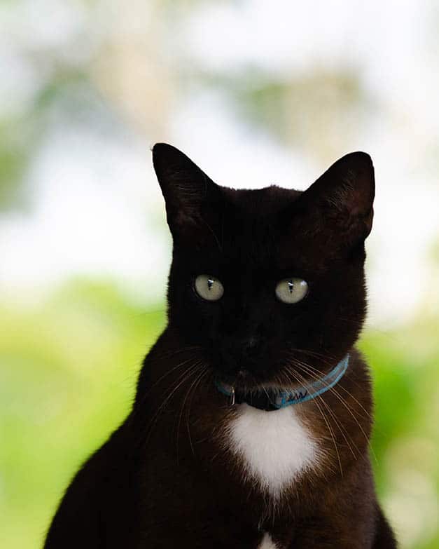 Korn Ja Cat Breed Info: Pictures, Temperament & Traits - Catster