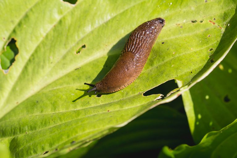 How to Keep Slugs Away From Cat Food: 7 Vet-Approved Tips - Catster