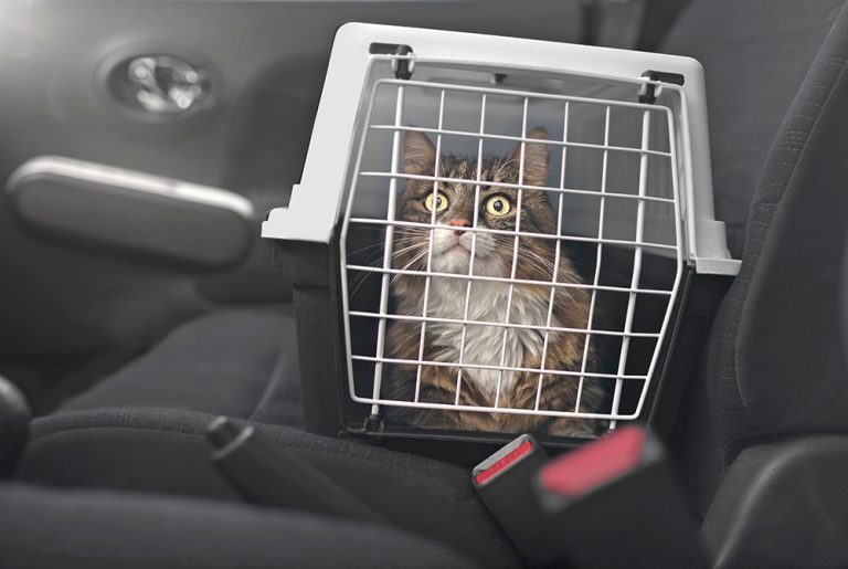 How to Get Your Cat to the Vet: 6 Vet-Approved Tips If They Really Don ...
