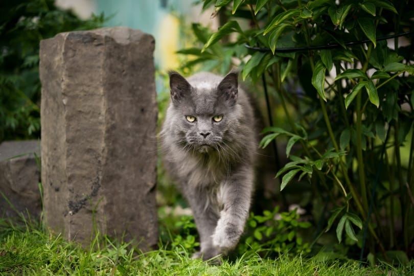 Maine Coon Cat Health Problems: 8 Vet-Reviewed Issues - Catster
