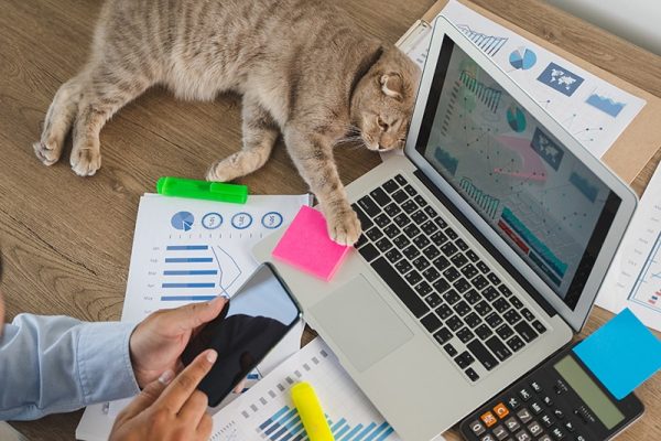 Take Your Cat to Work Day 2025: When & What Is It - Catster