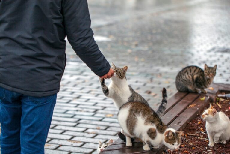How to Tell If a Cat Is a Stray or Outdoor? Vet-Reviewed Differences ...