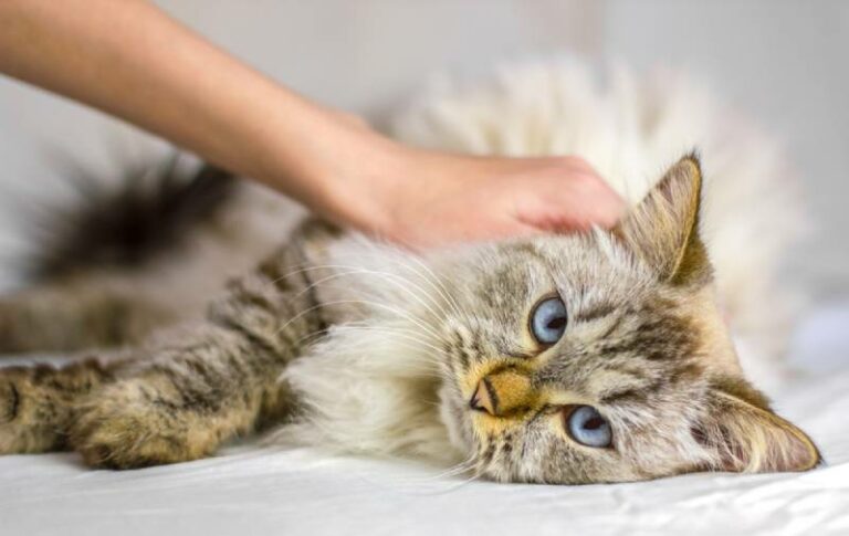 Vets Warn About 10 Cat-to-Human Diseases (And How to Prevent Them ...