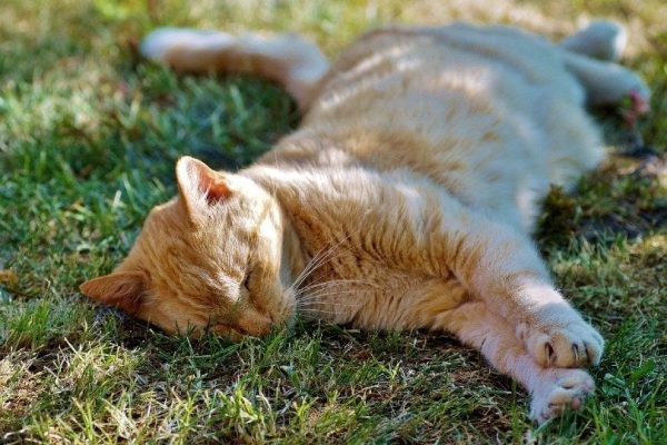 Why Do Cats Sleep in a Circle? Vet Reviewed Reasons - Catster
