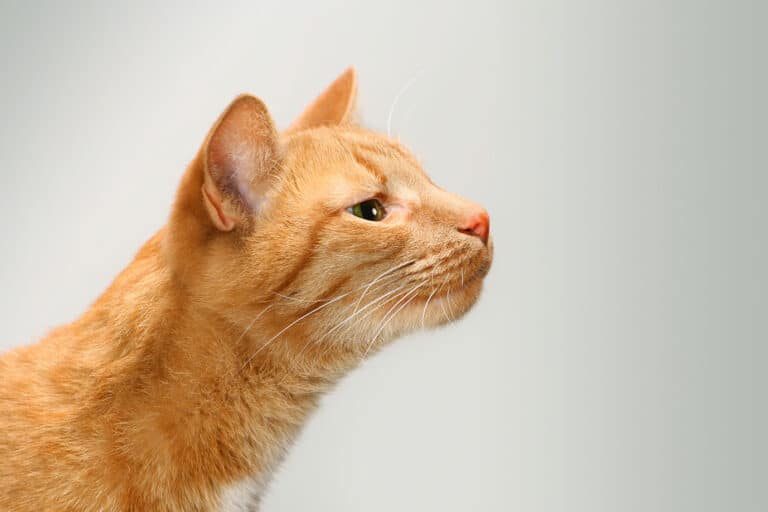 Do Cats Know When You're on Your Period? Vet-Verified Facts & FAQ - Catster