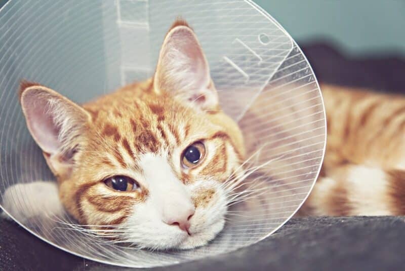 How Does a Cat Neutering Procedure Work? Vet-Reviewed Facts & Care Tips ...
