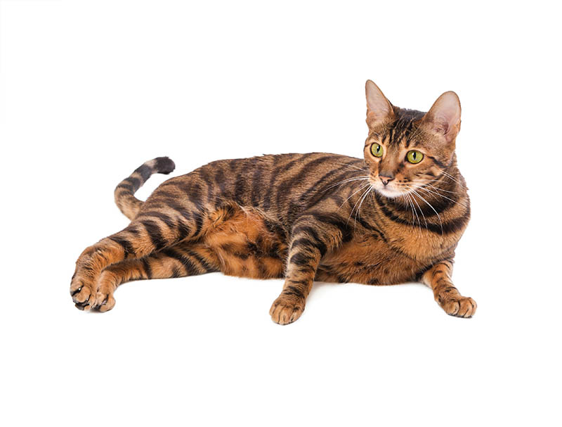 5 Beautiful Toyger Cat Colors (With Pictures) - Catster