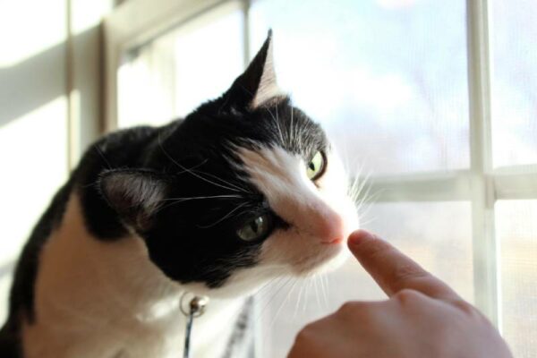 Do Cats Like It When You Boop Them? Understanding Your Furry Friend ...
