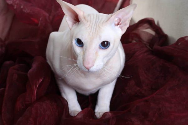 Peterbald Cat Breed: Info, Pictures, Temperament & More - Catster