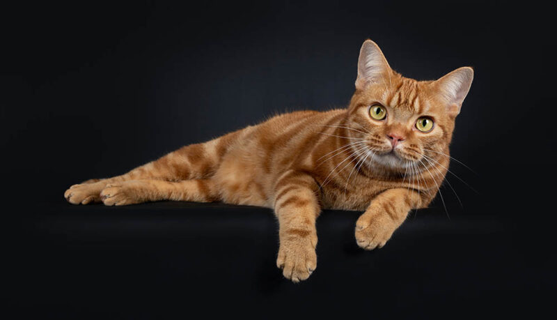 24 Medium-Sized Cat Breeds: Info, Pictures, Characteristics & Facts ...