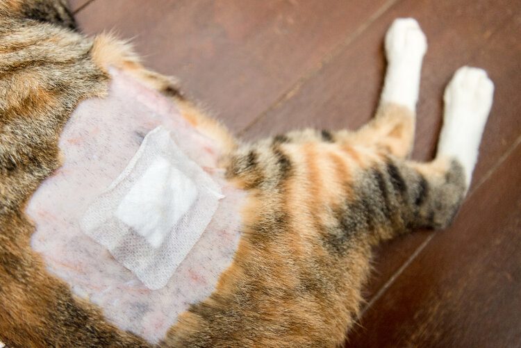 29 Essential Items for Your Cat’s First-Aid Kit - Catster