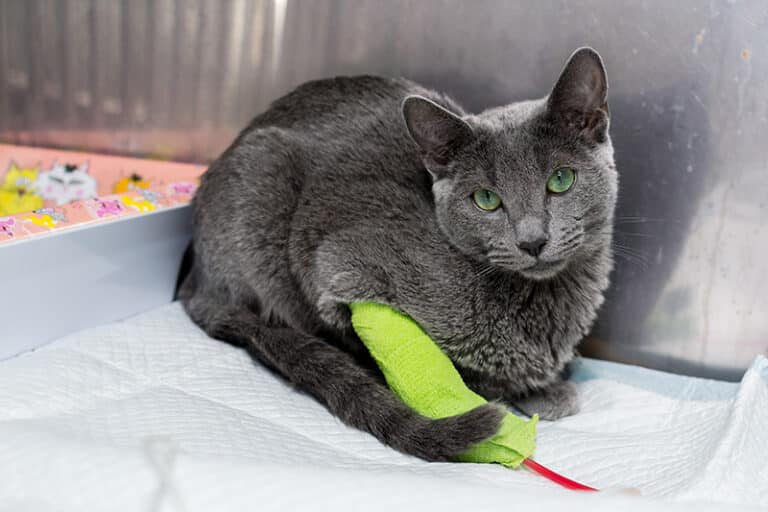 Anemia in Cats: Signs, Causes & Prevention (Vet Answer) - Catster
