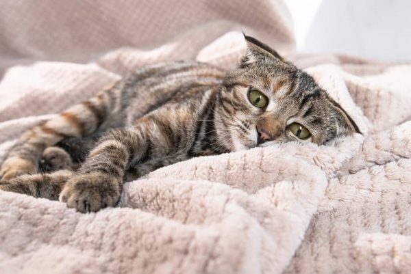 Triaditis in Cats: Causes, Signs & Treatments (Vet Answer) - Catster