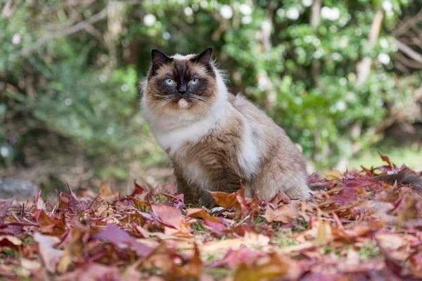 Cat Colors: Facts Behind Different Coat Types and Patterns - Catster