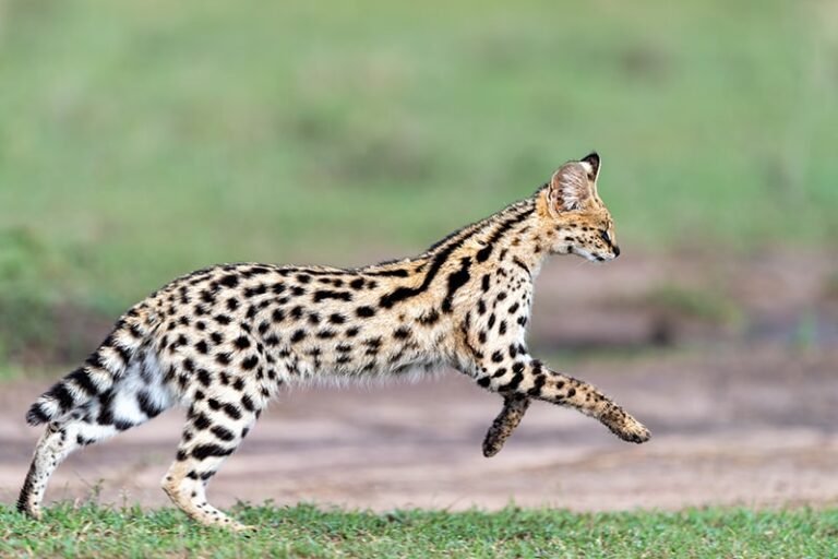Serval vs. Savannah Cat: Vet-Reviewed Key Differences (With Pictures ...