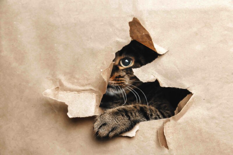 100+ Shy Cat Names: Ideas for Sweet & Timid Cats - Catster