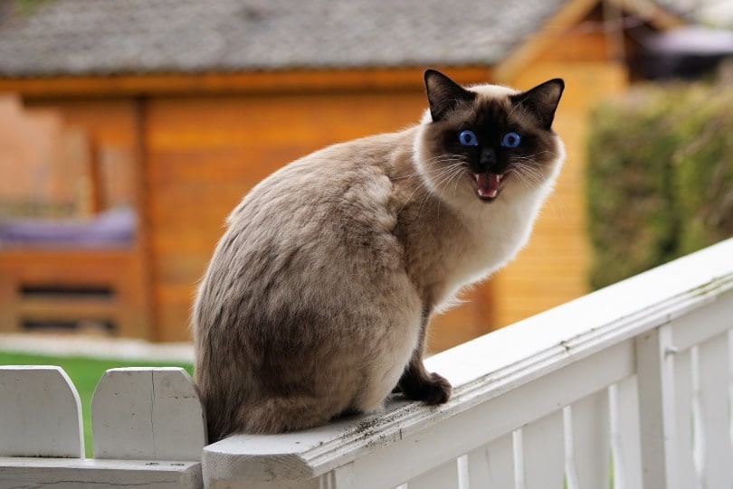 Siamese Cat Breed Info: Pictures, Temperament & Traits - Catster