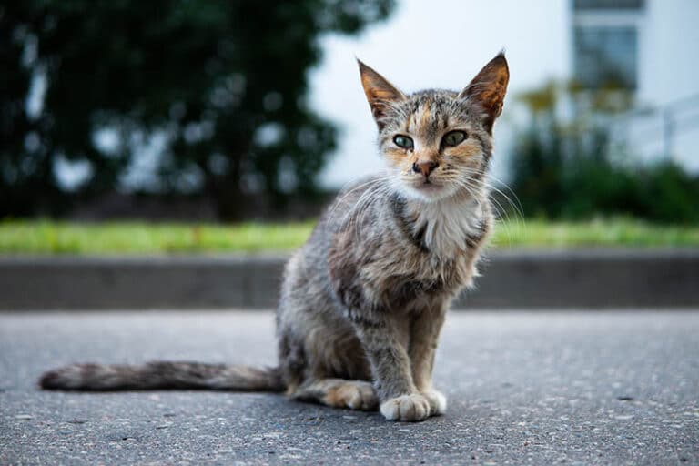 Anemia in Cats: Signs, Causes & Prevention (Vet Answer) - Catster