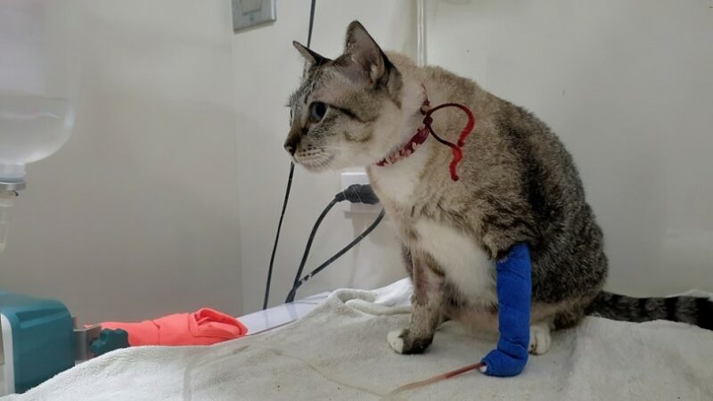 Colitis in Cats: Our Vet Explains Signs, Diagnosis & Treatment - Catster