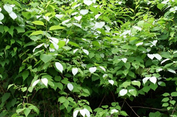 Is Silvervine For Cats Better Than Catnip Vet Approved Facts And Faq Catster