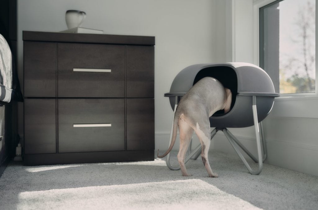 10 Best Elevated Cat Beds in 2024 - Reviews & Top Picks - Catster