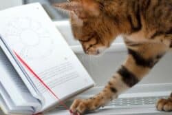 Cat Zodiac Signs: Do They Explain Your Cat's Personality? - Catster