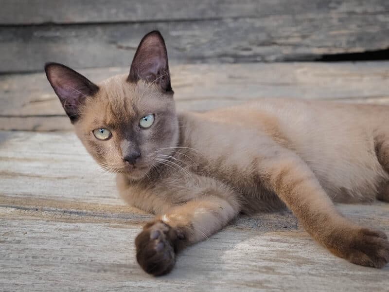 Suphalak Cat Breed: Info, Pictures, Traits & More - Catster