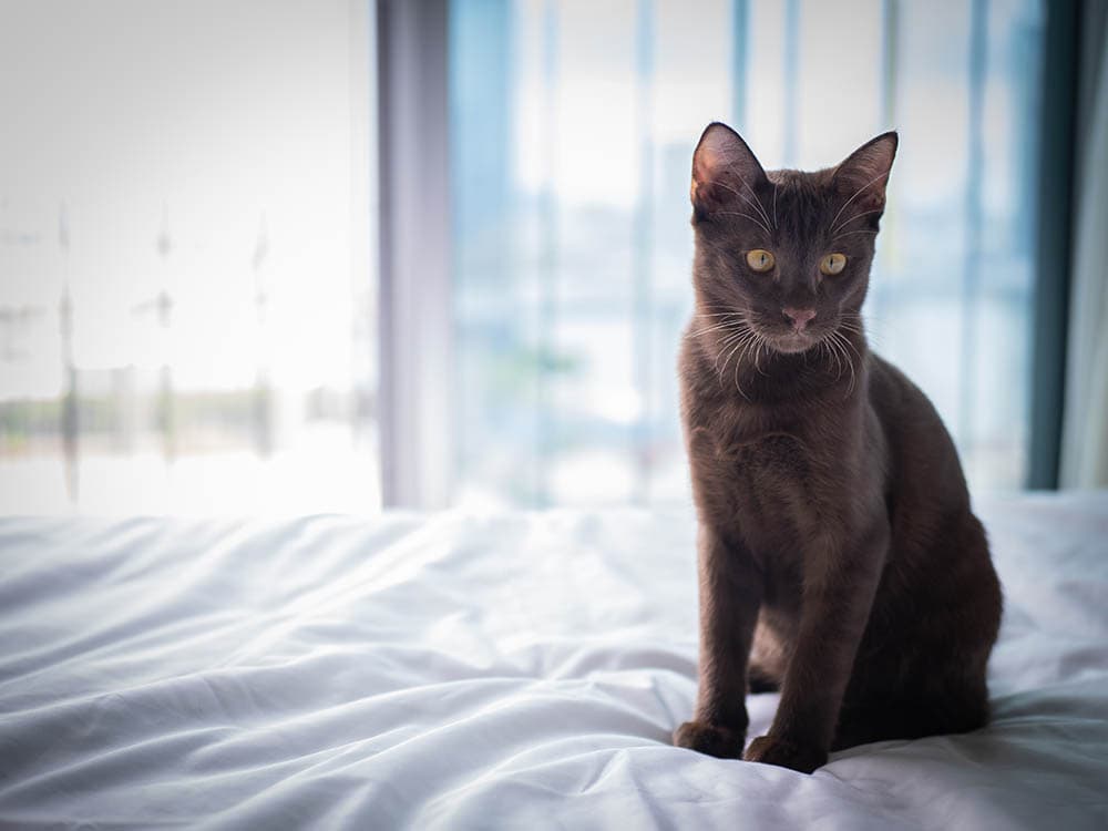 Suphalak Cat Breed: Info, Pictures, Facts & Traits - Catster