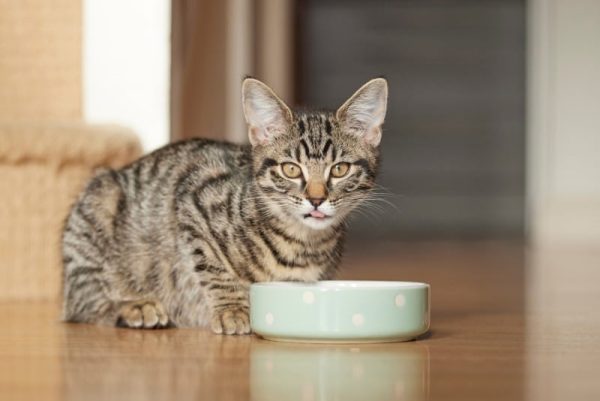 What’s the Best Material for Cat Bowls? Types, Pros & Cons - Catster
