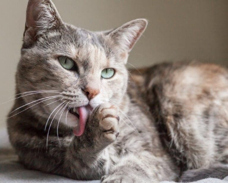 Cat Chewing Her Fur Off? Vet-Reviewed Reasons & Solutions - Catster