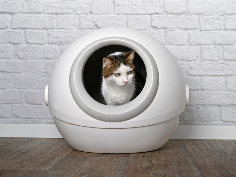 10 Best Automatic Litter Boxes for Self-Cleaning in 2024 - Reviews ...