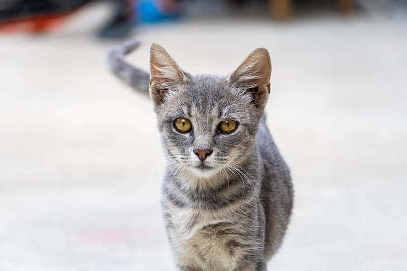 Egyptian Mau vs. Tabby Cat: The Differences (With Pictures) - Catster