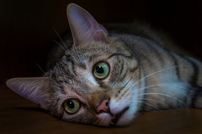 Dragon Li vs Tabby: What’s the Difference? (With Pictures) - Catster