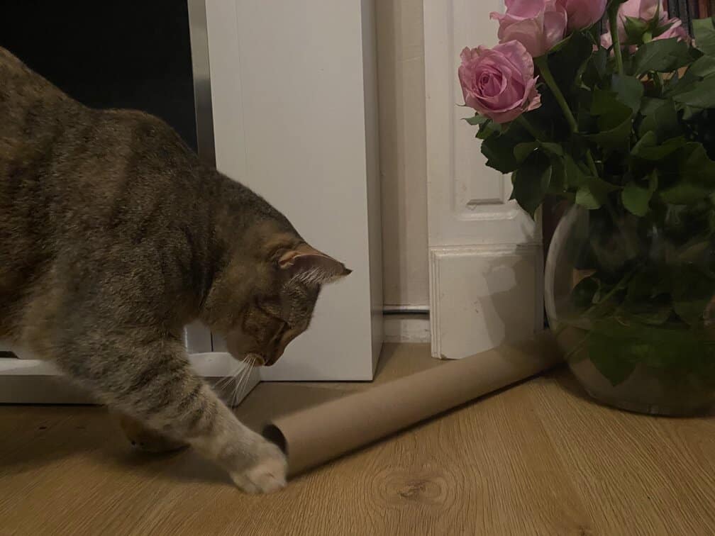 Cats, Humans, & Mental Health: Dr. Lauren's Thoughts on Well-Being ...