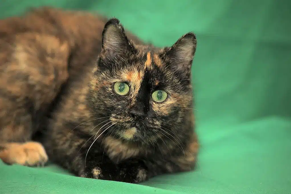 Tortoiseshell Cat Breed Profile & Pet Care Guide