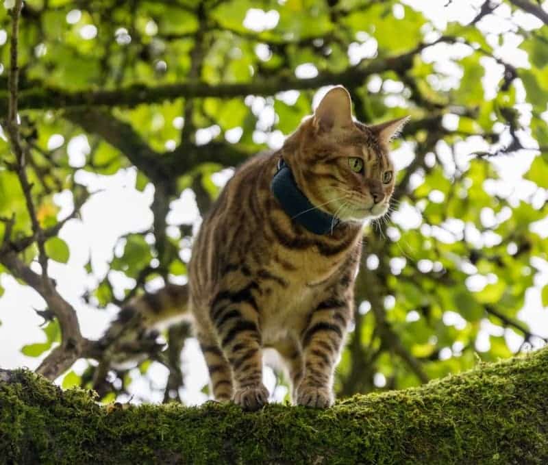 Tractive GPS Tracker for Cats Review in 2024: Our Expert’s Opinion ...