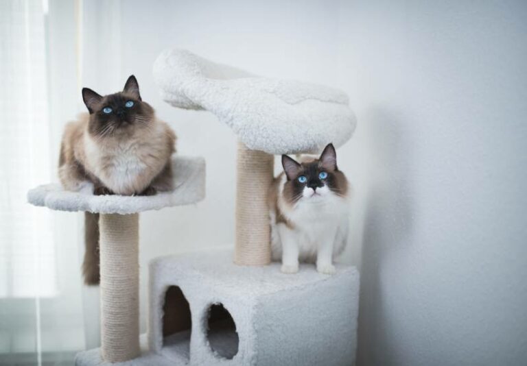 Is It Better to Have Two Cats (or More)? Factors to Consider & Tips ...