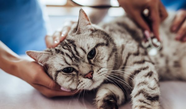 Can Cats Eat Flies? Vet-Reviewed Facts & Health Guidelines - Catster