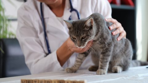 Can Cats Get Bird Flu? Our Vet Explains Signs & Prevention Tips - Catster