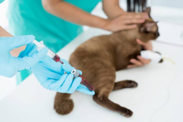 Cat Blood Types: How to Find Out (Vet-Approved Guide) - Catster