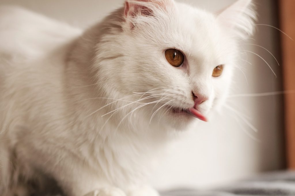 Why Do Cats Blep? 11 Vet-Veified Reasons for This Behavior - Catster