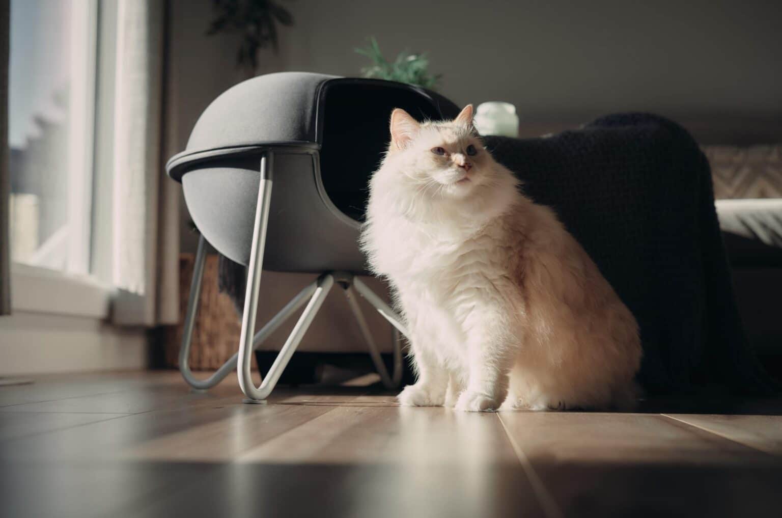 10 Typical Types of Cat Beds (With Pictures) - Catster