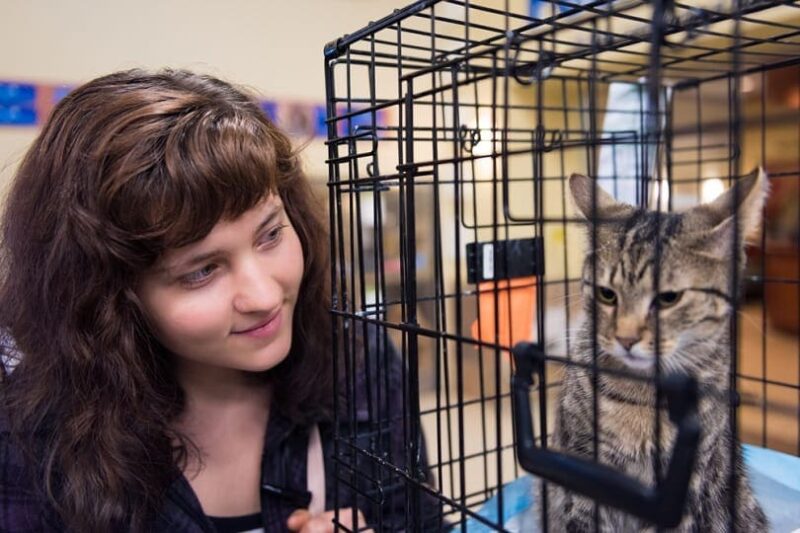 Do Cats Make Good Pets for College Students? Vet-Reviewed Facts & FAQ ...