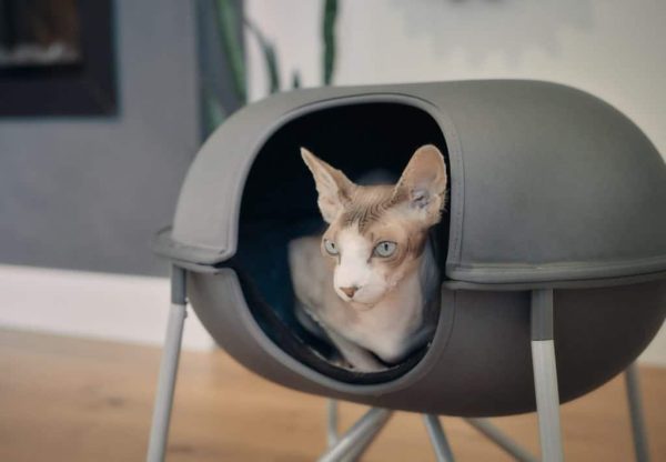 How to Catify Your Home: 9 Vet-Approved Simple Ideas - Catster