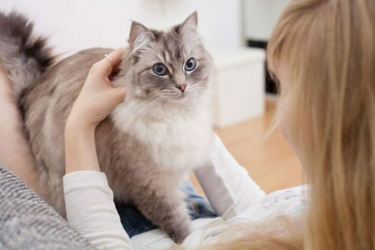 How to Make Your Cat a Lap Cat: 6 Tips & Tricks - Catster