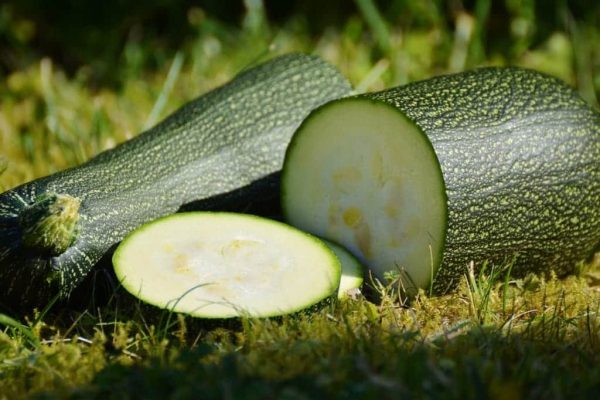 Can Cats Eat Zucchini? Vet Explained Nutrition & FAQ - Catster
