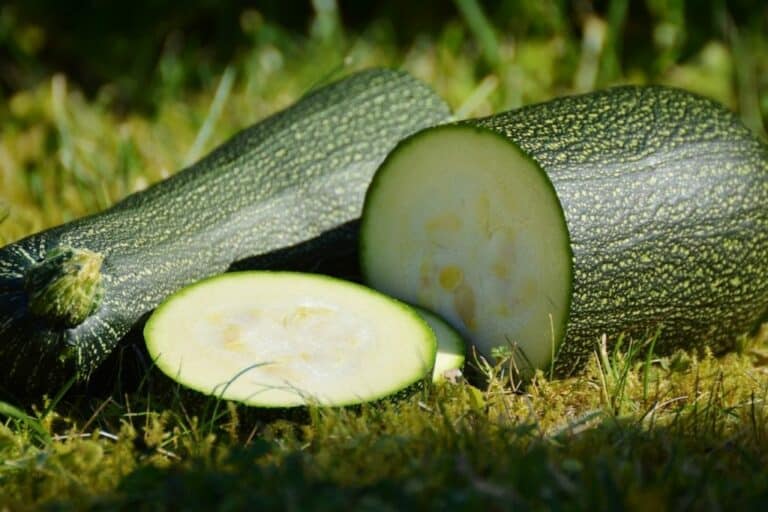 Can Cats Eat Zucchini? Vet Explained Nutrition & FAQ - Catster