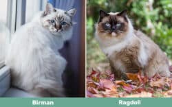 Birman vs Ragdoll: The Differences (With Pictures) - Catster