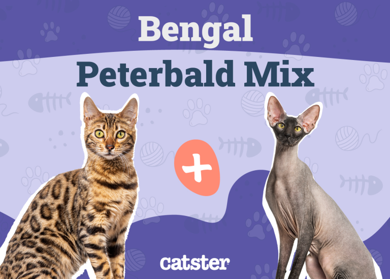 Bramble Cat Breed: Info, Pictures, Care & More - Catster