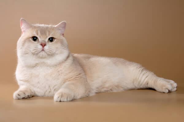 Chinchilla Cat: Info, Pictures, Care & Traits - Catster